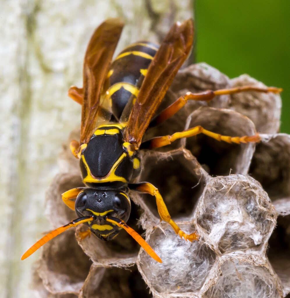 Insects – Mauritz Slabbert